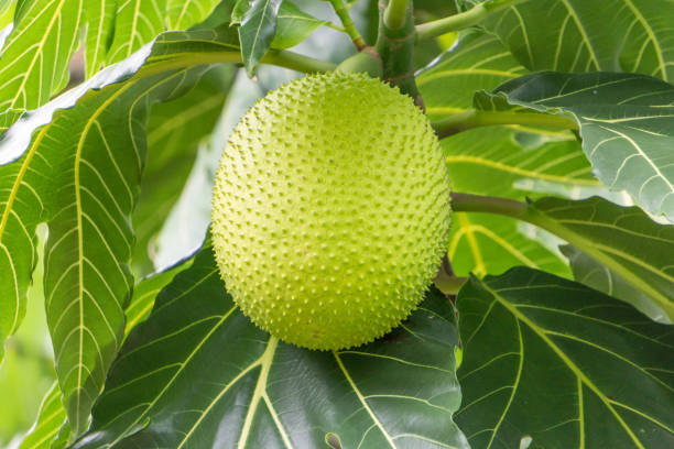 Breadfruit on Tree Green Fruit in Forest Jungle | Blogue de continuité ...